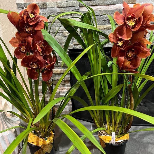 Cymbidium Memoria Craig Sibbit 'solid Orange', Blooming Size, 5-6 ...