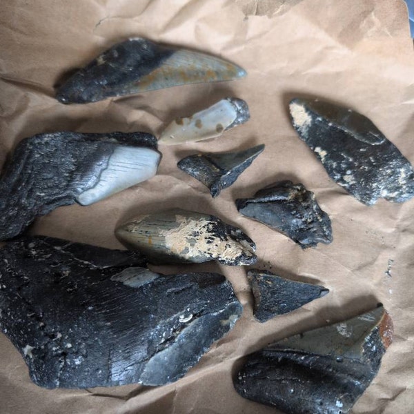 Megalodon Tooth - 4.82 Inches. Real Fossil Megalodon Shark Tooth ...