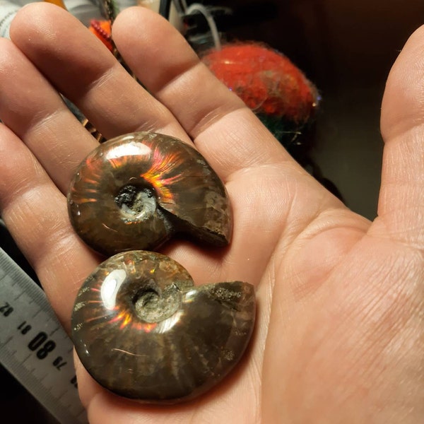 Raw Ammonite Ammolite Fossil Rainbow Iridescent Opalized Ammonite ...