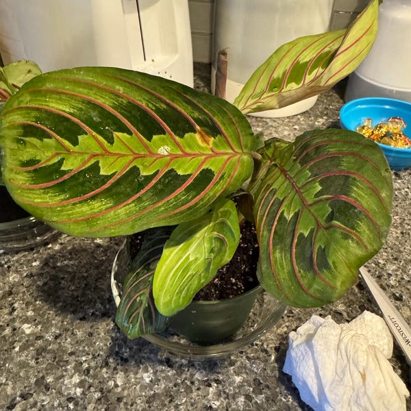 Fittonia Strawberry Blossom - Nerve Plant - Easy Plants - Beginner ...