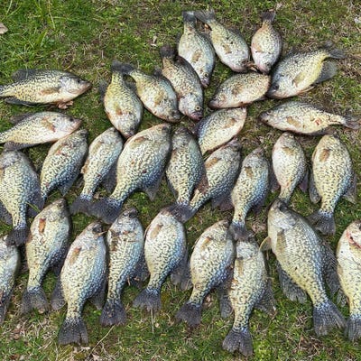 6 Sparkle Wing RS2 Fly Fishing Flies. Midges and Emergers. Trout Flies ...