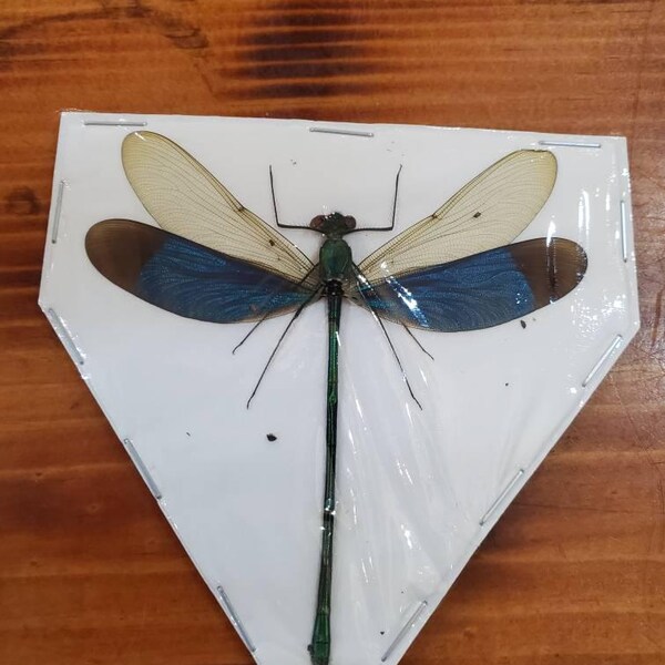 Real Green Metalwing Damselfly, Real Dragonfly, Neurobasis Chinensis - Etsy