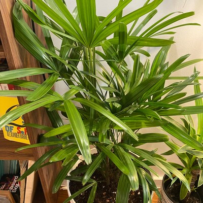 Lady Palm, Rhapis Excelsa, Indoor Queen Palm - Etsy