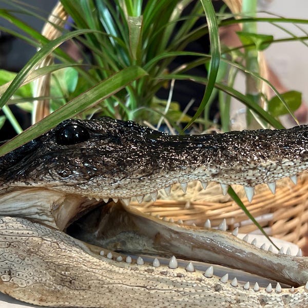 Five Alligator Heads From Genuine Louisiana Gator Taxidermy - Etsy
