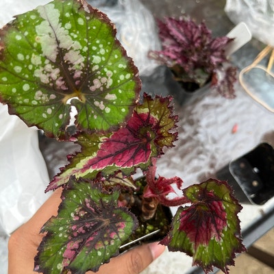 Jurassic™ Rex Begonia 'watermelon' - Etsy