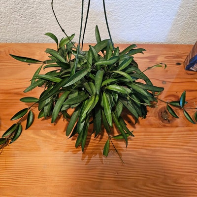 Hoya Macrophylla Albo-marginata, HOYA MACROPHYLLA VARIEGATA Plant Live ...