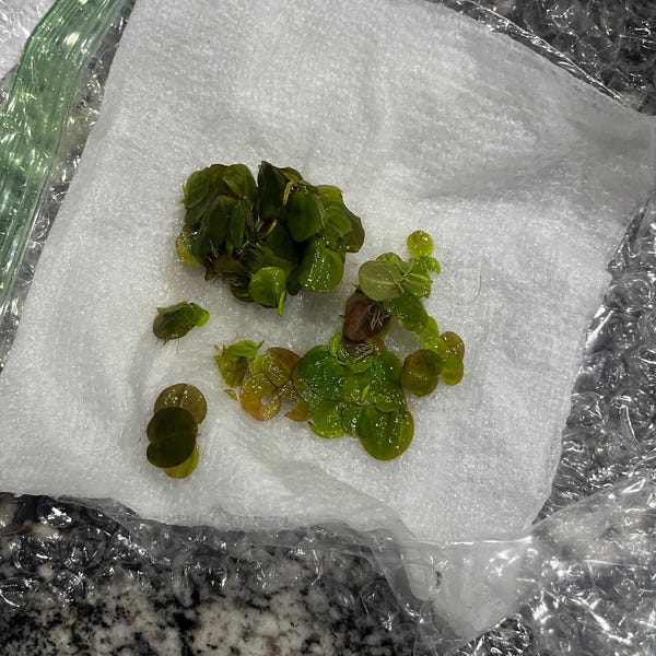 Aquarium Decor Stone- Cut Basalt, Quartz Inclusion, Micro Geode, Hand ...