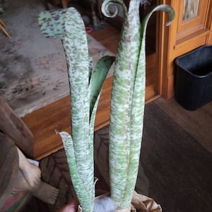 Heat Pack for Shipping With Plants - ONLY Available as Add-on Item for ...