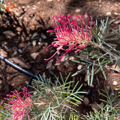 ONE Protea Brenda Live Rooted 1gal Potted Plant - Etsy