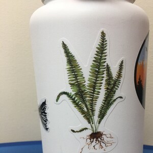 Fern Sticker Fern Fern Art Plant Sticker Botany Vinyl - Etsy