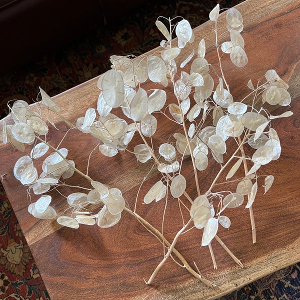 2 Branches Lunaria Dried Flowers Money Plant Lunaria Biennis Silver ...