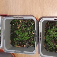 Tumbling Ted SOAPWORT SAPONARIA OCYMOIDES 700 Seeds - Etsy UK