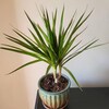 Dragon Tree Plant With Pot: Easy Beginner Indoor Plant - Etsy