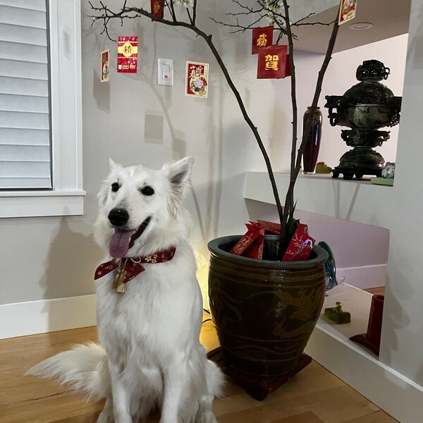 Chinese New Year Dog Bowdana | CNY Dog Bandana, Lunar New Year Bandana ...