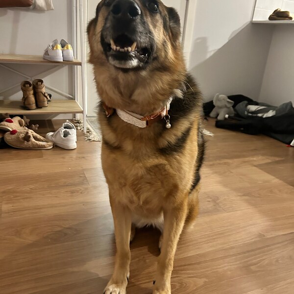 White Ivory Lace Bridal Dog Ring Bearer Collar & Leash Set,detachable ...