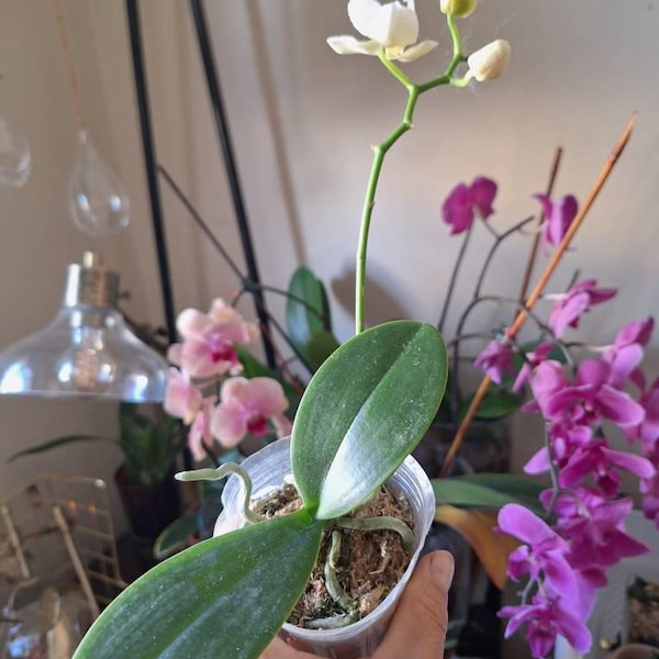 Phal. Pulcherrima Var. Coerulea Splash, Phal Species, Blooming Size ...
