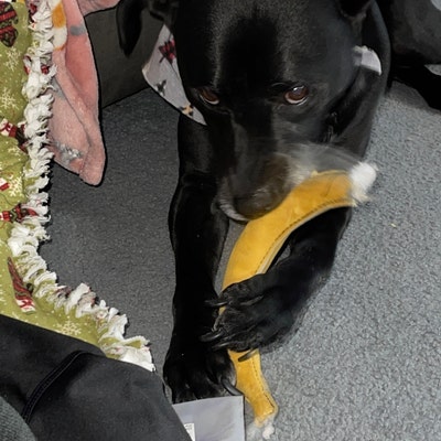 Sustainable Fire Hydrant Canvas & Jute Chew Toy for Dogs - Etsy