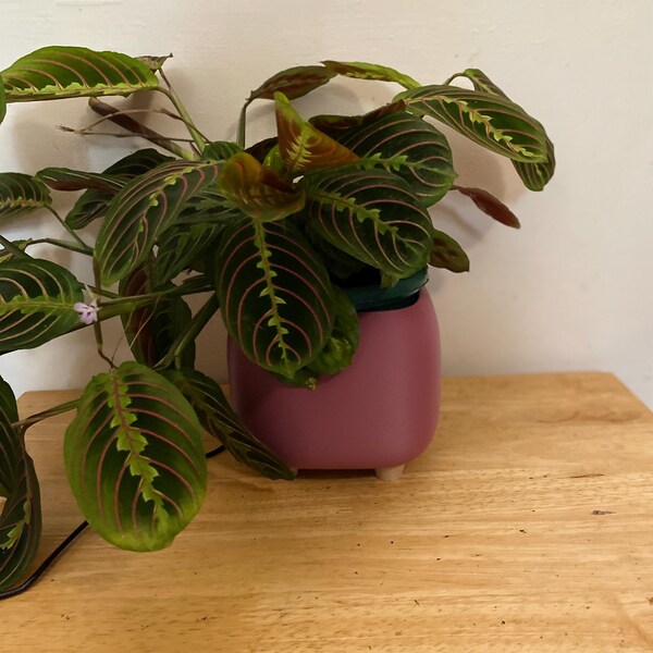 Rounded Cube Pot, Planter, Pot With Feet, Coloured Pot, Indoor Plant ...