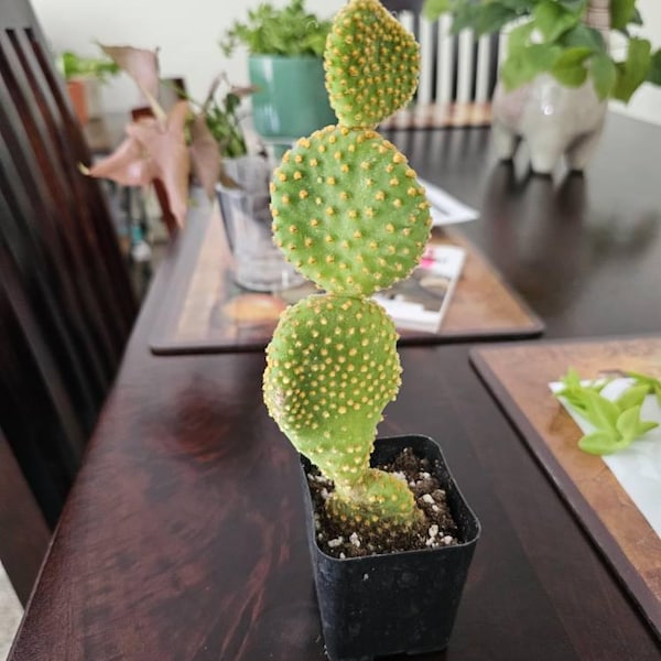 Golden Wavy Cactus, Swirl Cactus, Opuntia Microdasys Monstrosus, Small ...