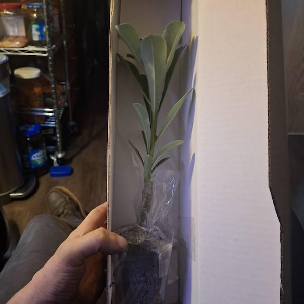 1 Grafted Double "purple Fire" Adenium /desert Rose Plant. 5-7 Inch ...