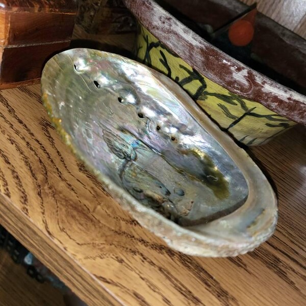 Abalone Shells: Choose Size 2 - 7" Mini & JUMBO Abalone Shells (holds ...