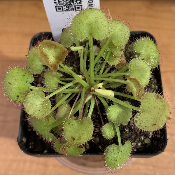 Drosera Prolifera-live Carnivorous Plant- - Etsy