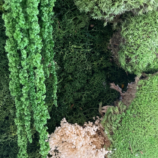 MOSS PANEL, PRESERVED Moss Wall, Reindeer Moss,handmade Moss Panel ...