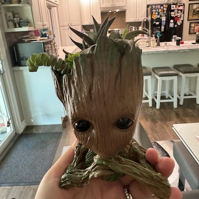 RARE Live String of Turtles Succulent Available in Multiple Sizes ...