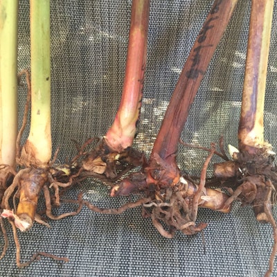 Heliconia Exotic Tropical Plant Rhizomes Heliconia Spathocircinata ...