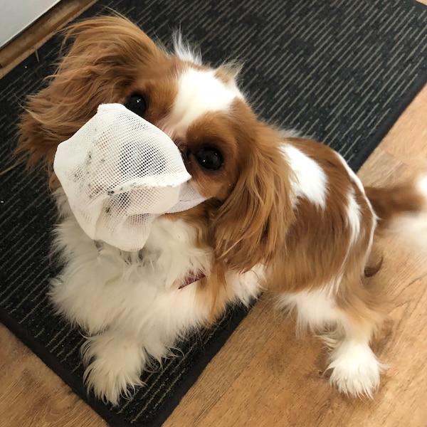 Smuzzle: A Soft Muzzle That Lets Your Dog Smile - Etsy