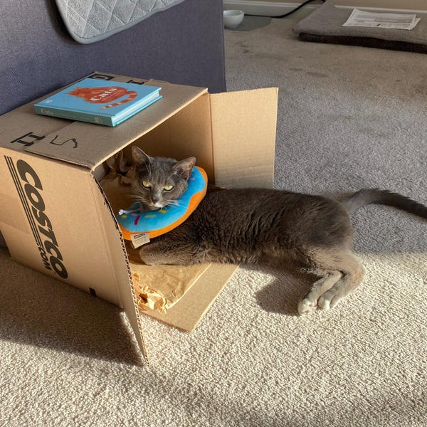 CROSSBODY BAG Black Rabbit Moon Birthday Whimsical Crescent Moon Cute ...