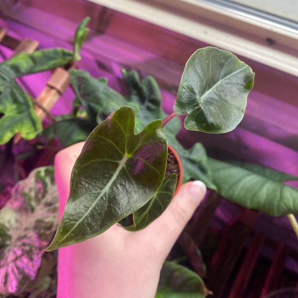 Philodendron Birkin Galaxy Starter Plant (ALL STARTER PLANTS Require ...