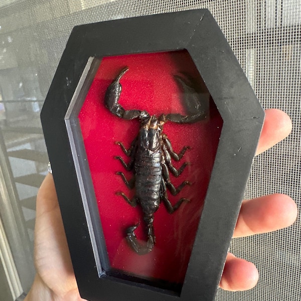 Real Framed Green Rhomborhina Scarab Beetle Bug Insect Shadow Box ...