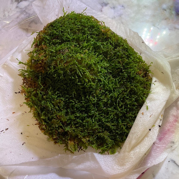 High Quality Sheet Moss/brocade Moss (hypnum Imponens ) WASHED, No Bugs ...