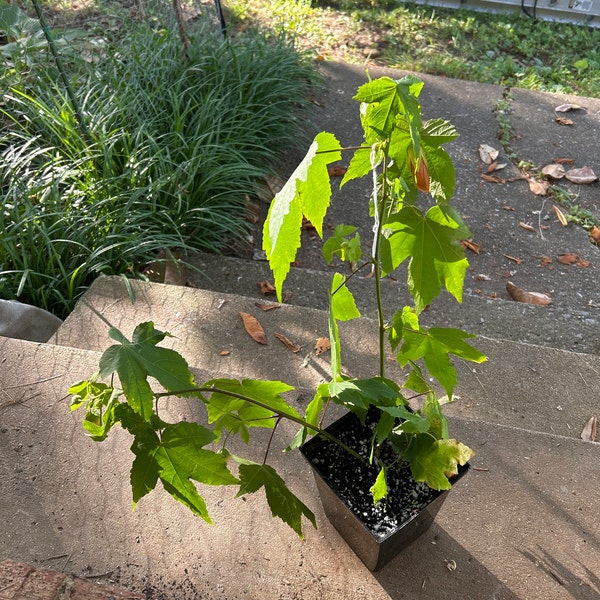 Hybrid Daylily Mixed Colors 3 Plants - Etsy