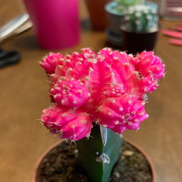 Grafted Pink Cactus Plant - Etsy