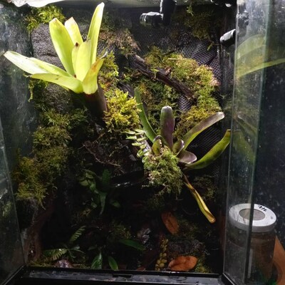 Live Sheet Moss for Terrariums, Vivariums, Moss Gardens - Etsy