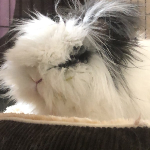 English Angora Rabbit Standing Fawn Watercolor Print - Etsy