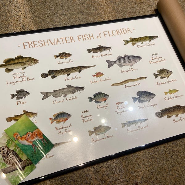 Florida Freshwater Fish Field Guide Art Print / Fish Nature Study ...