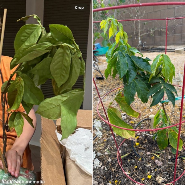 Misi Luki Bananna Tree , Dessert Bananna Fruit Bearing, Tropical Exotic ...