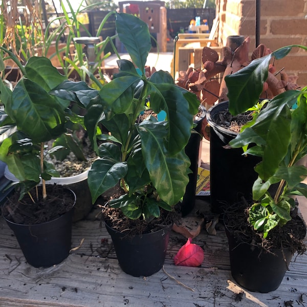 Variegated Money Tree (pachira Aquatica) - Etsy