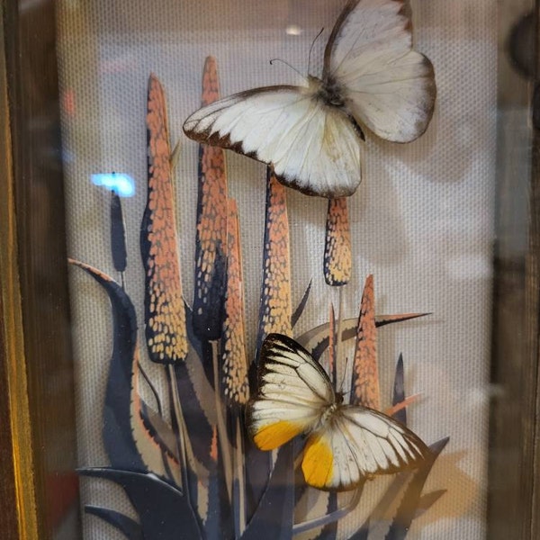10-100 UNSPREAD RANDOM Butterflies Pack Lot Real Mixed Species Tropical ...