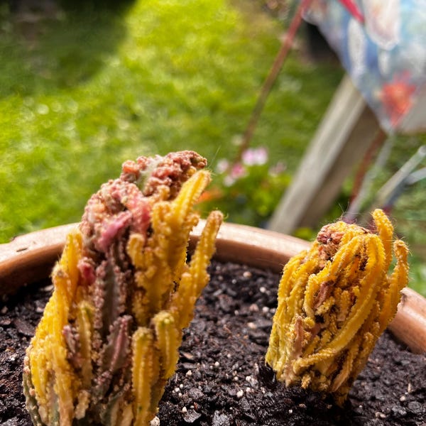 4" Live Succulent Plants, Euphorbia Inermis Mill, Easy Care Plants - Etsy