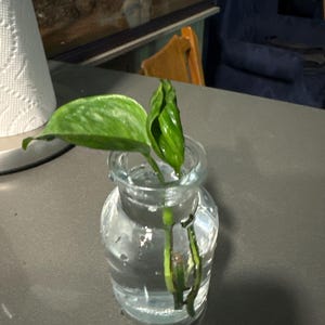 Giant White Inch Plant White Pistachio Tradescantia Houseplants Live ...