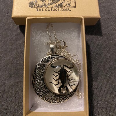 Viking Moon Black Scorpion Entomology Dead Insect Bug Specimen - Etsy