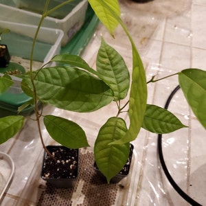 Spanish Lime Seedling mamoncillo Verde Melicoccus | Etsy