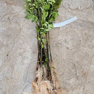 Wild Orange Daylily 25 Fans/root Systems Ditch Lily - Etsy