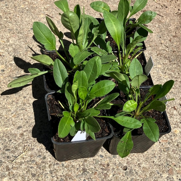 3 Salvia Nemorosa 'bumbleberry' Live Perennial Plants. Stunning Colors ...