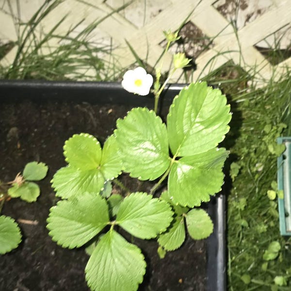 Cascade Harvest Red Raspberry- Very Large Firm Berries, Very Good ...