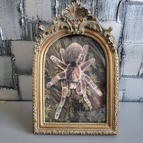 Rose Hair Tarantula - Fine Art Print - by Laura Airey Le - G. Rosea ...